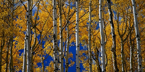 Pollen Paris Aujourd’hui : Carte pollen de Paris | Kleenex