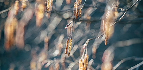 Pollen Paris Aujourd’hui : Carte pollen de Paris | Kleenex